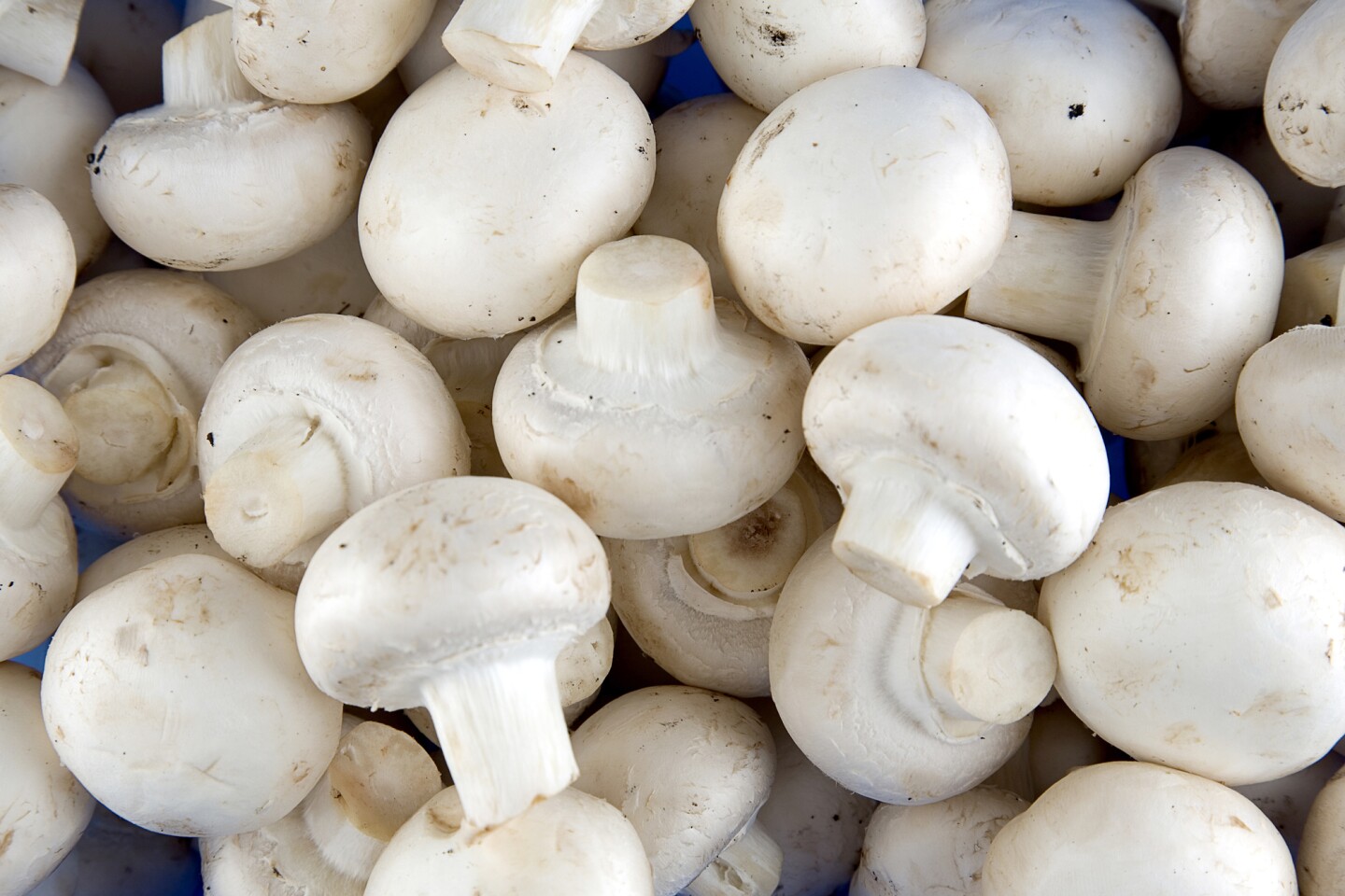 SS TechFarming India - Advanced Mushroom Cultivation & Precision ...